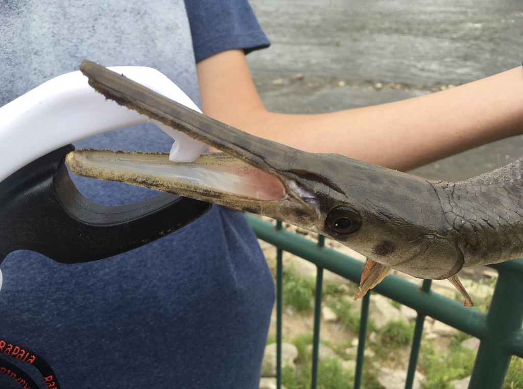 Spotted Gar from Grand River, Grand Rapids, MI, US on September 27 ...