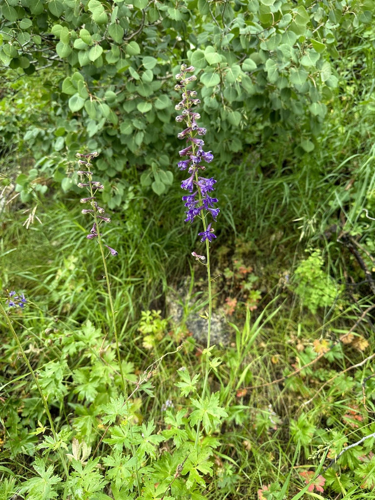 Subalpine Larkspur from Elko, Nevada, United States on September 2 ...