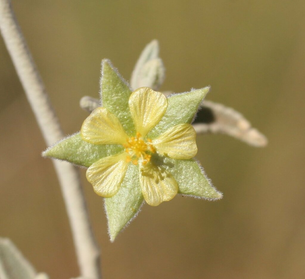Something from St George Ranges WA 6728, Australia on July 19, 2008 by ...
