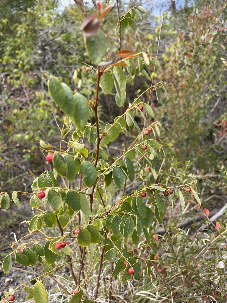 coffee bush from Manly, NSW, AU on September 28, 2023 at 10:59 AM by ...