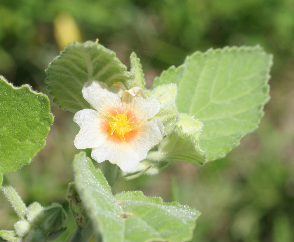 flannel weed from Cambridge Gulf WA 6743, Australia on March 15, 2008 ...