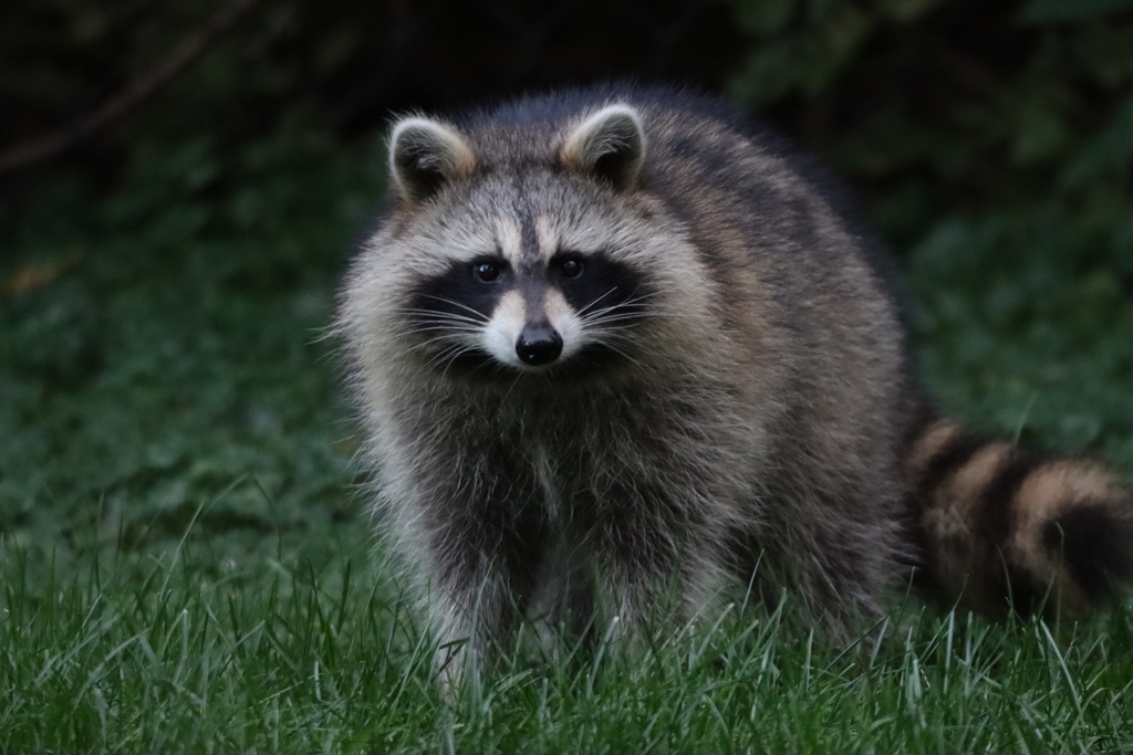 Common Raccoon from Boisbriand, QC J7G, Canada on October 3, 2021 at 06 ...