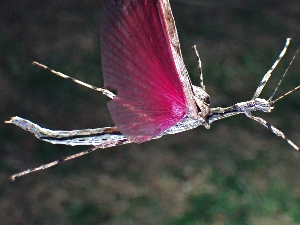 Syringodes rubicundus from Sabah, Malaysia on May 31, 2023 at 09:25 PM ...