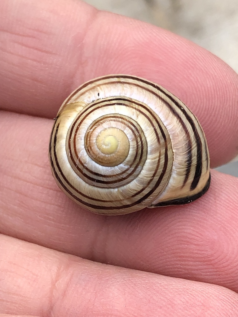 Brown-lipped Snail from Williamson Dr, Tottenham, ON, CA on September ...