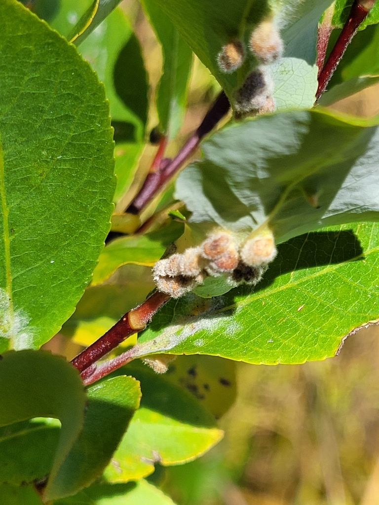 Willow Gall Midges from Silverthorne, CO 80498, USA on September 27 ...