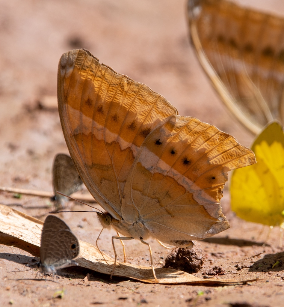 Large Yeoman from Basistha, Guwahati, 781029, India on September 18 ...