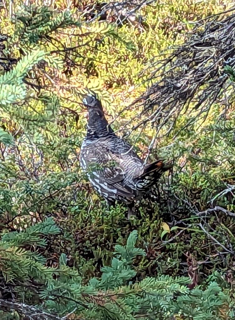 Spruce Grouse from Split Lake, MB R0B 1P0, Canada on September 27, 2023 ...