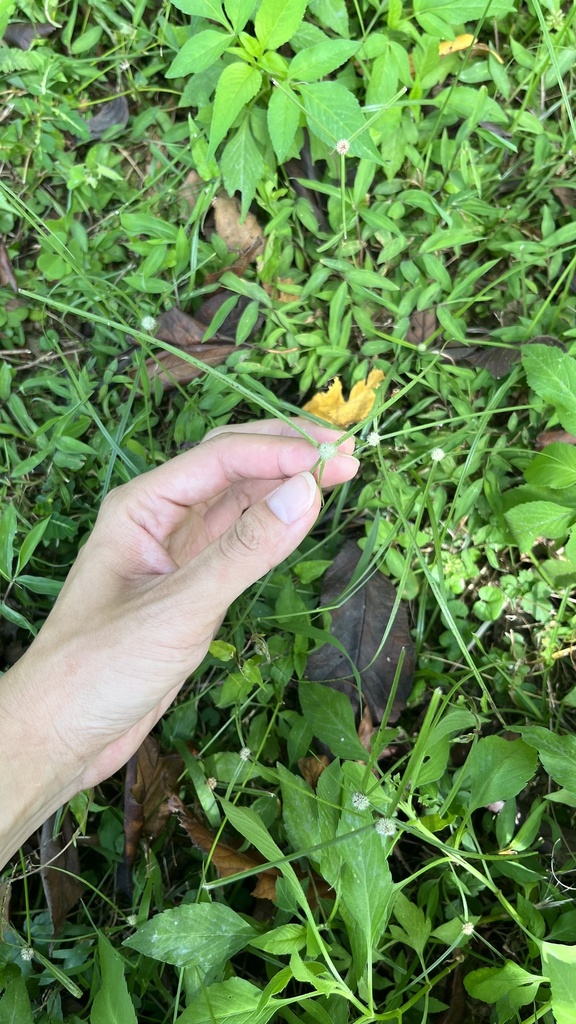 grasses, sedges, cattails, and allies from 臺灣島, 大同鄉, ILA, TW on ...