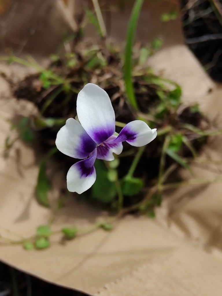 Ivy Leaved Violet from Manly, AU-NS, AU on September 28, 2023 at 11:33 ...