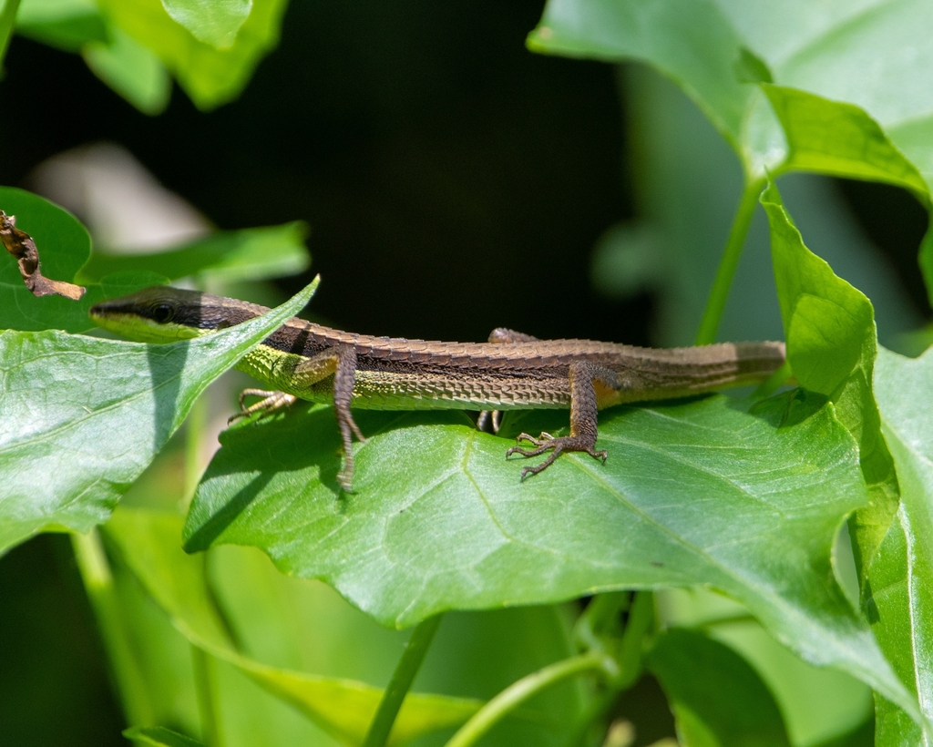 Java Grass Lizard from Assam 781035, India on September 10, 2023 at 10: ...