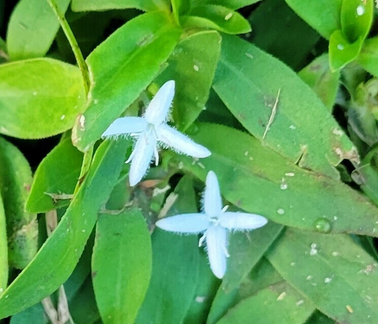 buttonweed from Caroline County, MD, USA on September 27, 2023 at 06:35 ...