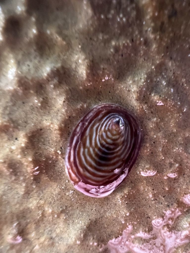 Fragile Limpet from Ingles Bay, Canterbury, NZ on September 28, 2023 at ...