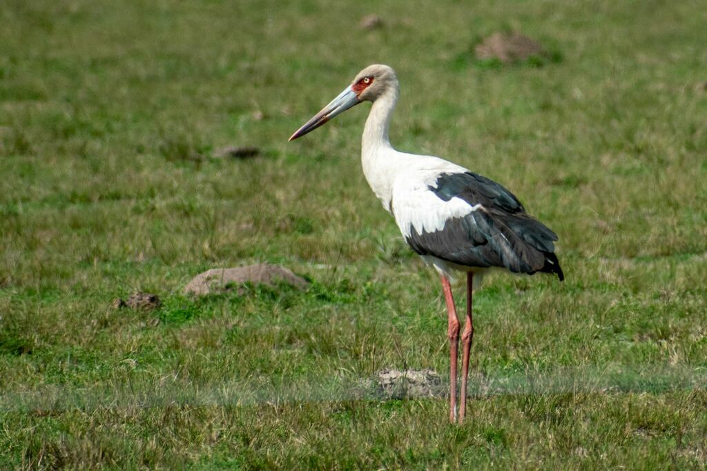 Maguari Stork from Constitución, Santa Fe, Argentina on September 24 ...