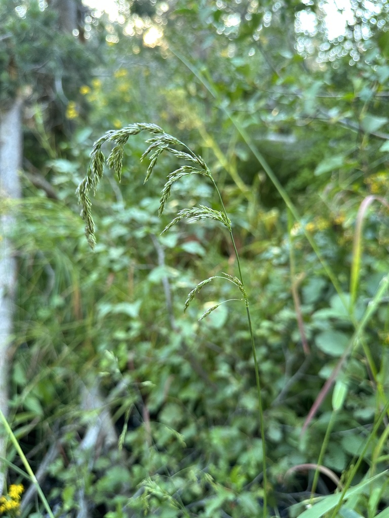 drooping woodreed from Tehama County, CA, USA on September 6, 2023 at ...