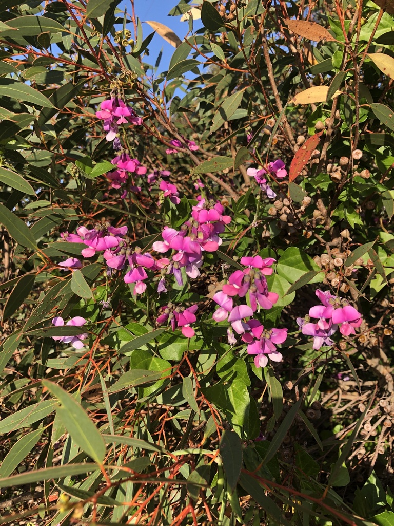 Okie bean from Proper Bay Rd, Tulka, SA, AU on September 28, 2023 at 08 ...