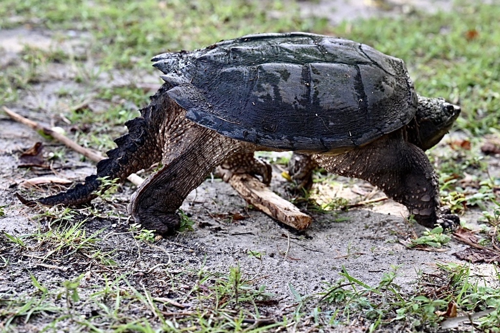 Common Snapping Turtle from Nautilus St, Panama City Beach, FL, US on ...
