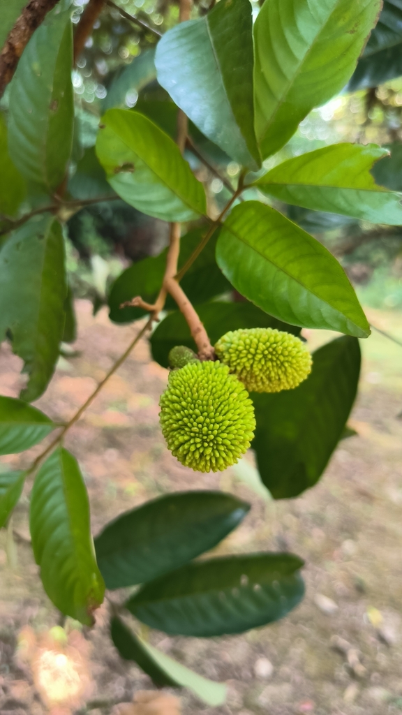 (Nephelium) - Botanical Realm