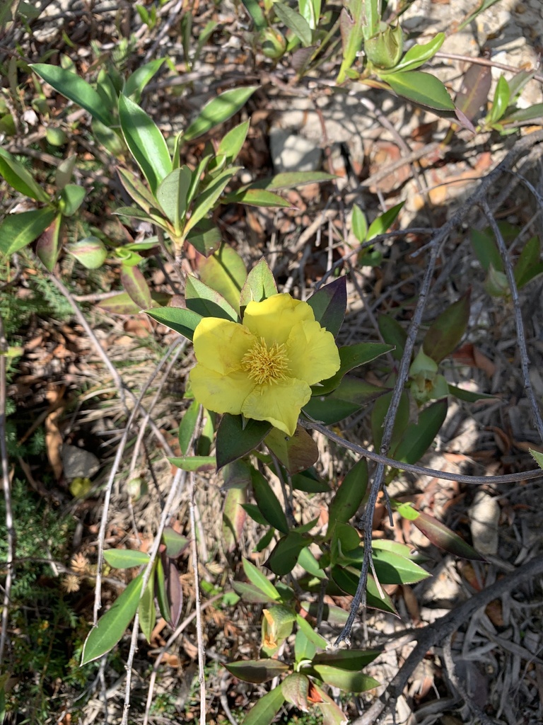 Climbing Guinea flower from Memorial Walk, Manly, NSW, AU on September 28, 2023 at 01:21 PM by ...