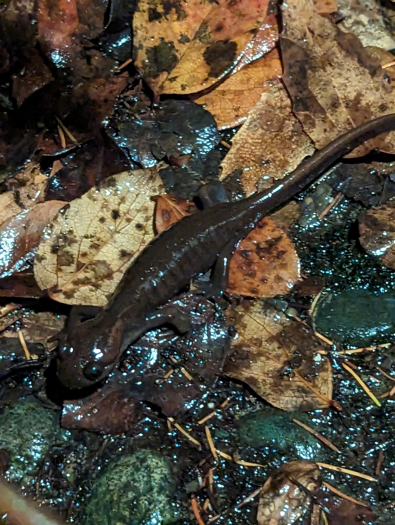 Northwestern Salamander from Duvall, WA 98019, USA on September 27 ...
