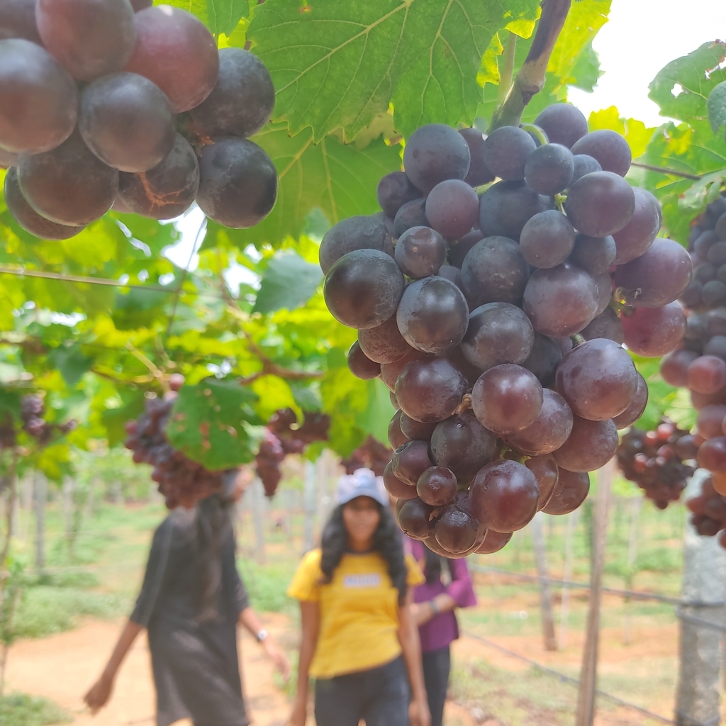 grapevines from Theni New Bus Stand Rvp Complex Master Plan Rode, RMTC ...