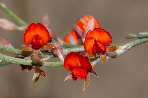 Jacksonia rubra · iNaturalist