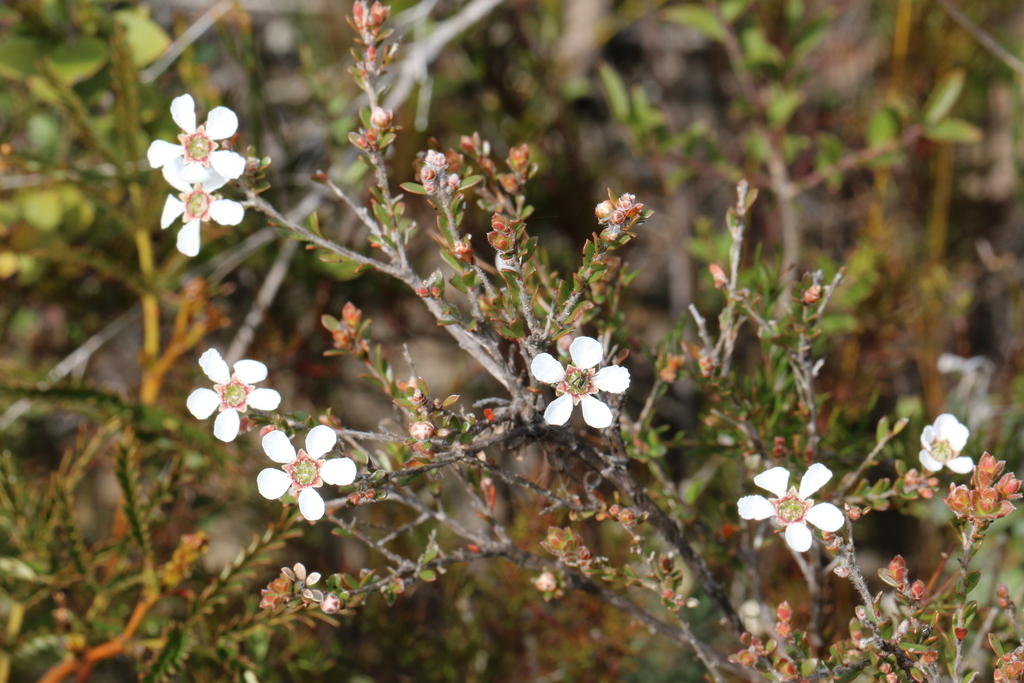 Small-leaf Tea-tree from Hat Hill Range, Blue Mountains National Park ...