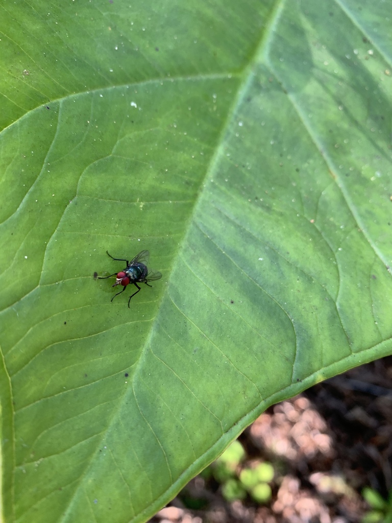 Calyptrate Flies from Autlán de Navarro, Jal., México on September 23 ...