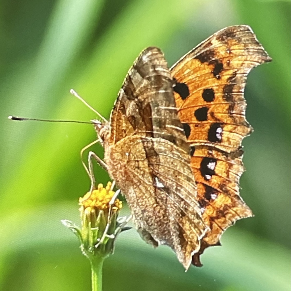 Asian Comma from Watarase Yusuichi, Tochigi, Tochigi, JP on September ...