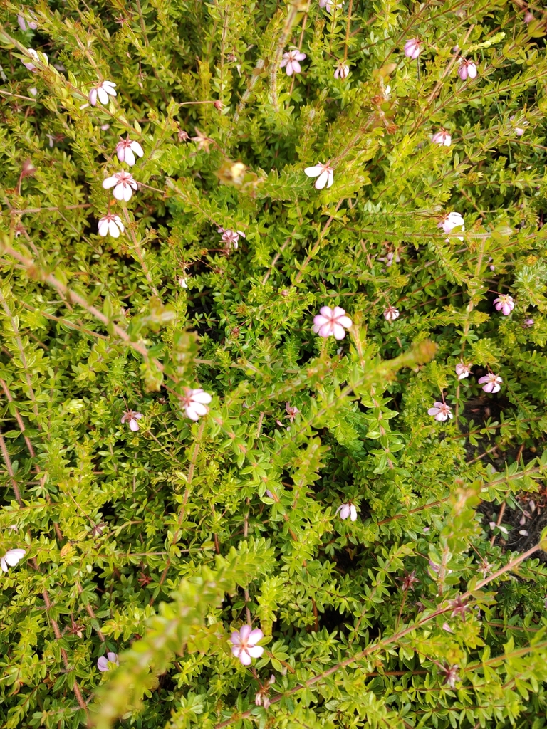 Bauera microphylla from Manly NSW 2095, Australia on September 28, 2023 ...