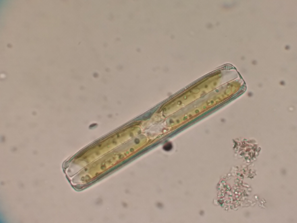 Diatoms from Sarah Baartman District Municipality, South Africa on ...