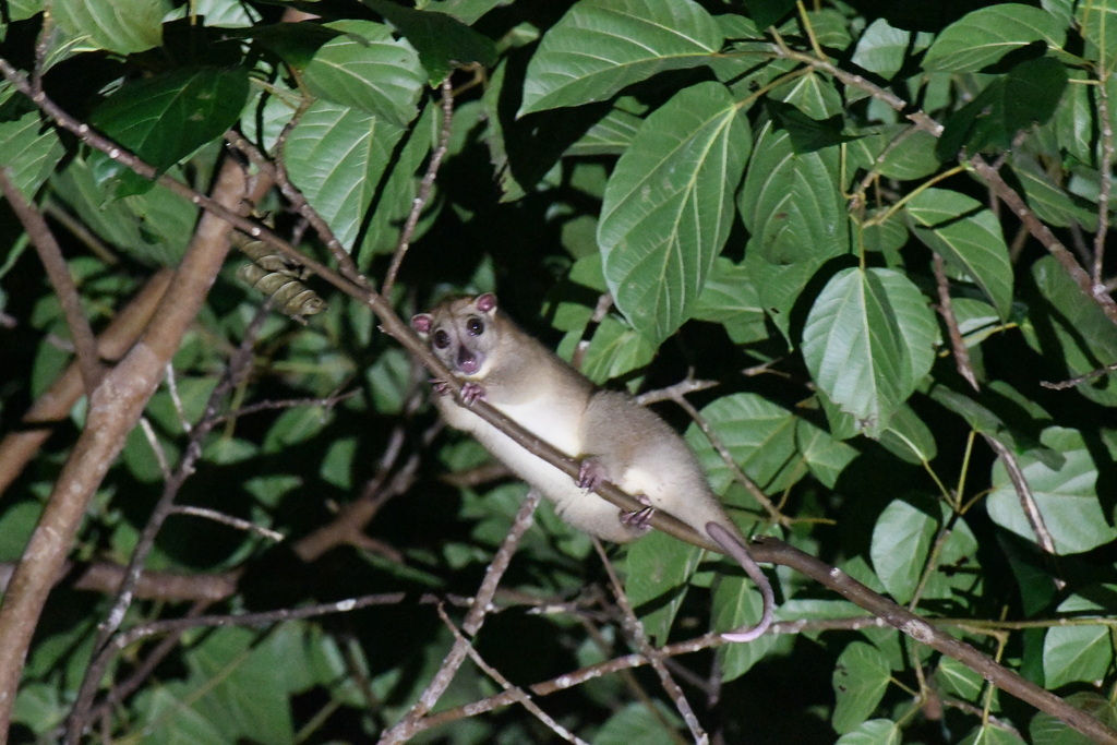 Northern Common Cuscus from Îles Raja Ampat, Papouasie occidentale ...