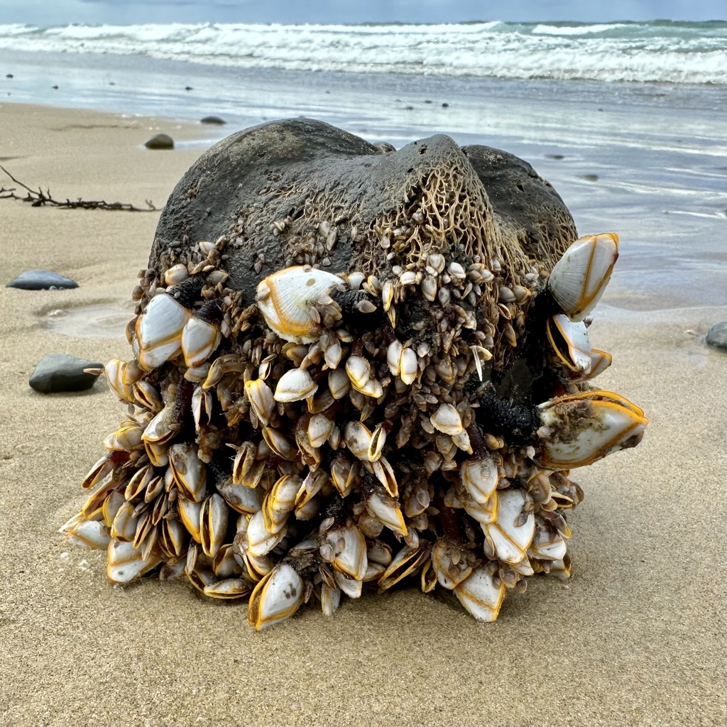 Goose Barnacle from Tasman Sea, Mullaway, NSW, AU on September 24, 2023 ...