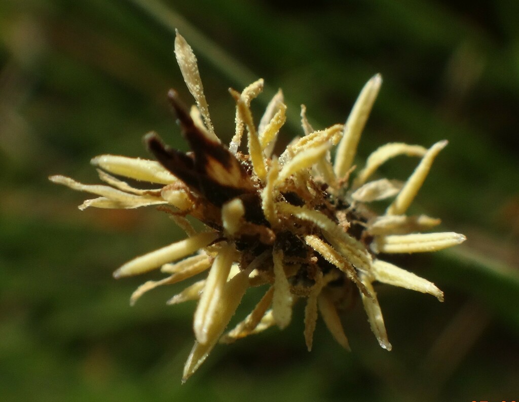 Sharp Spike Sedge from Charlemont VIC 3217, Australia on September 27 ...