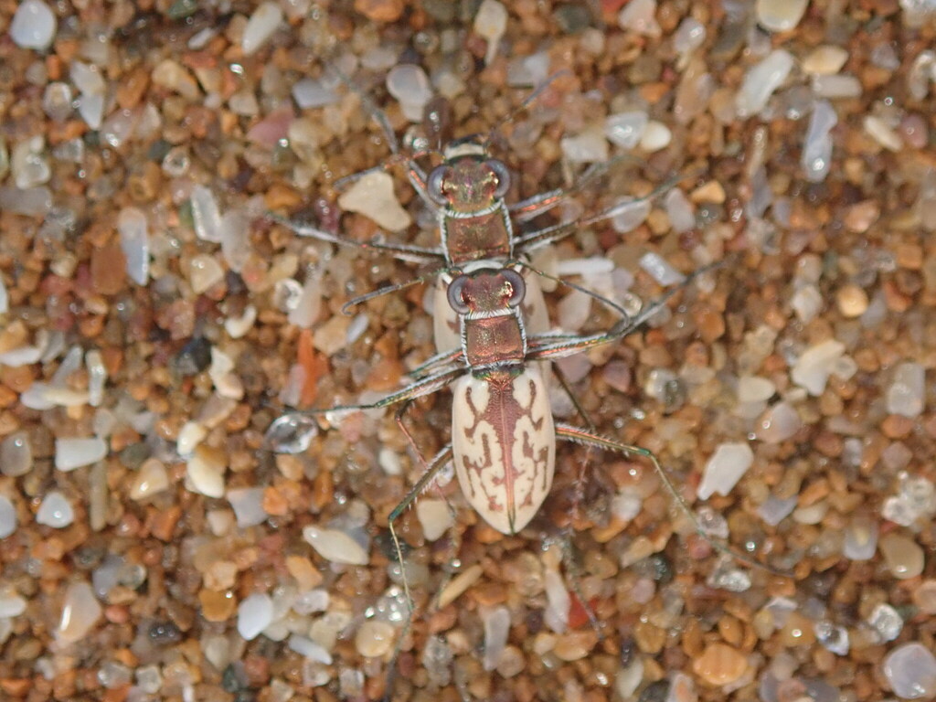 Hypaetha upsilon from Ilbilbie QLD 4738, Australia on September 19 ...
