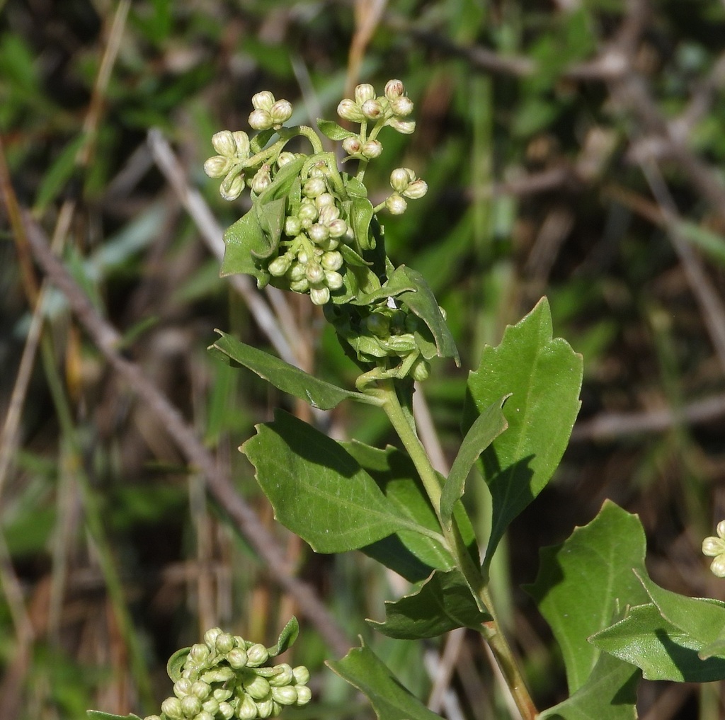 groundsel tree from La Capelière - Francia on September 27, 2023 at 11: ...