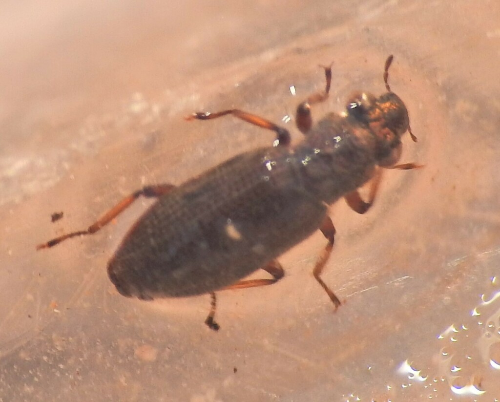 Hydrochus from Talegalla Weir QLD 4650, Australia on September 28, 2023 ...