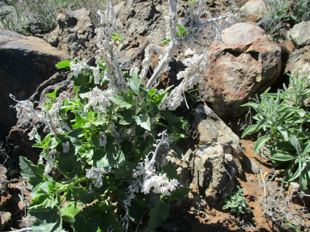 Sandpaper bush from Karas Region, Namibia on September 2, 2023 at 11:01 ...