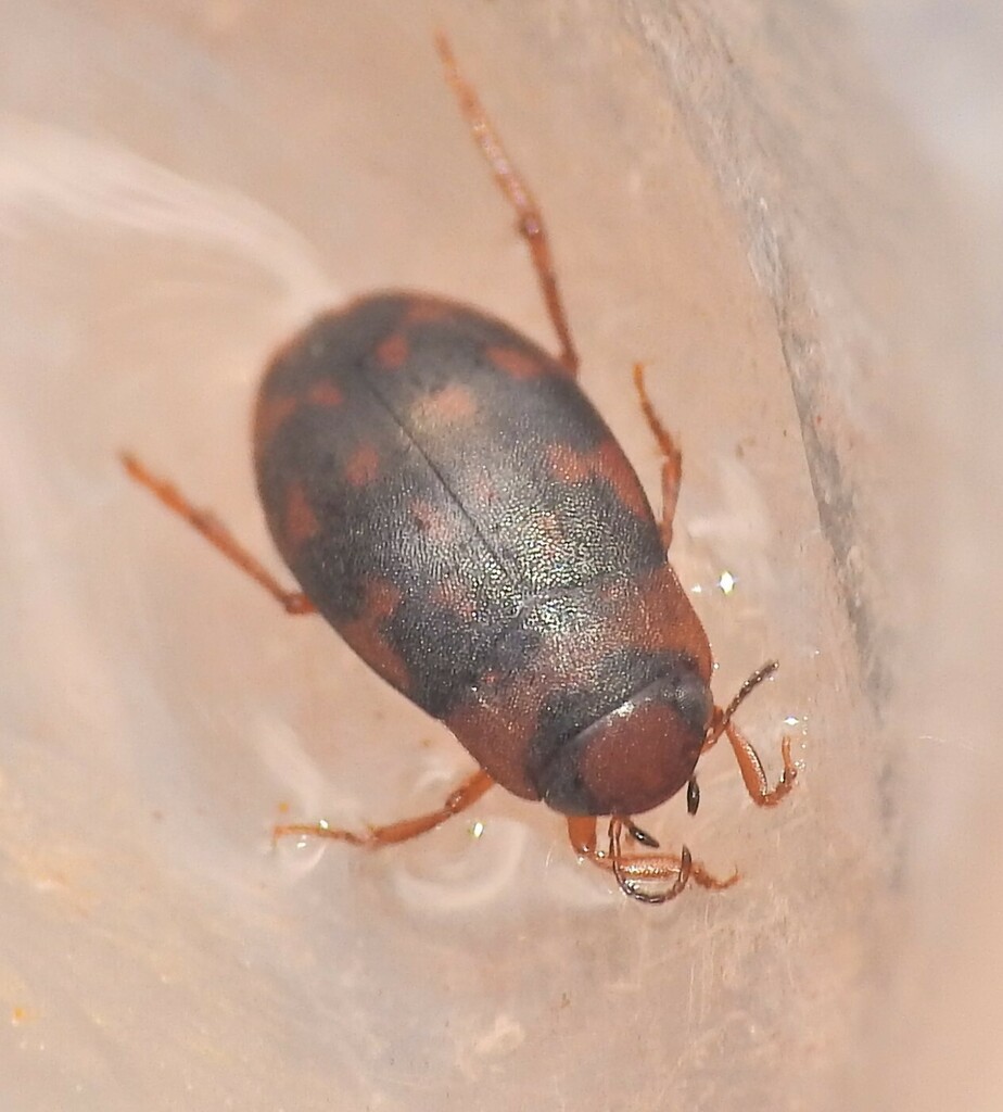 Hydroporinae from Talegalla Weir QLD 4650, Australia on September 28 ...