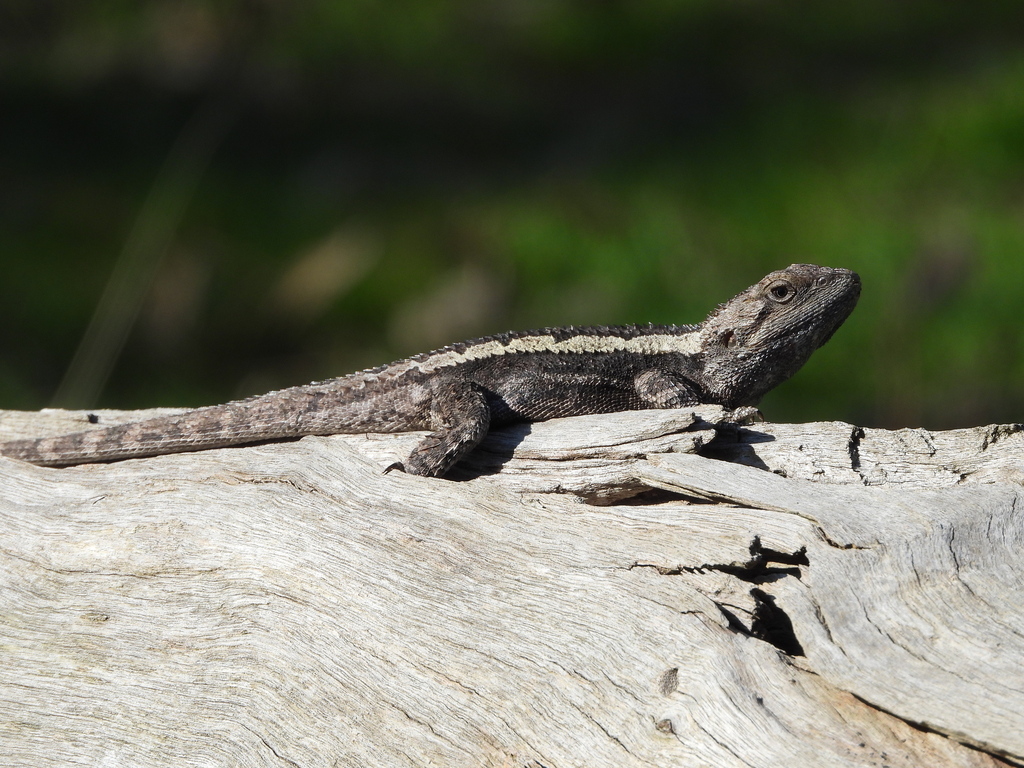 Jacky Dragon from Melbourne VIC, Australia on September 28, 2023 at 04: ...