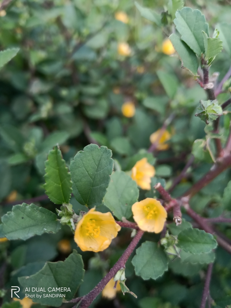 spreading sida from 44HF+3XJ, Koni, Bilaspur, Chhattisgarh 495009 ...