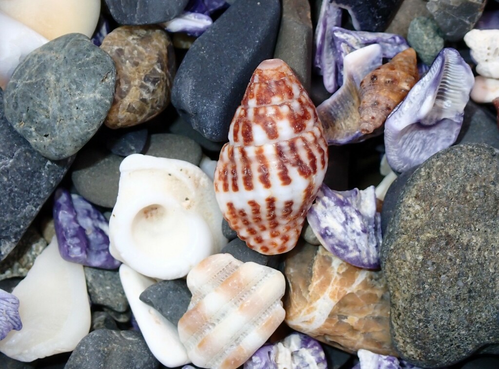 Engina armillata from Woolgoolga NSW 2456, Australia on September 28 ...