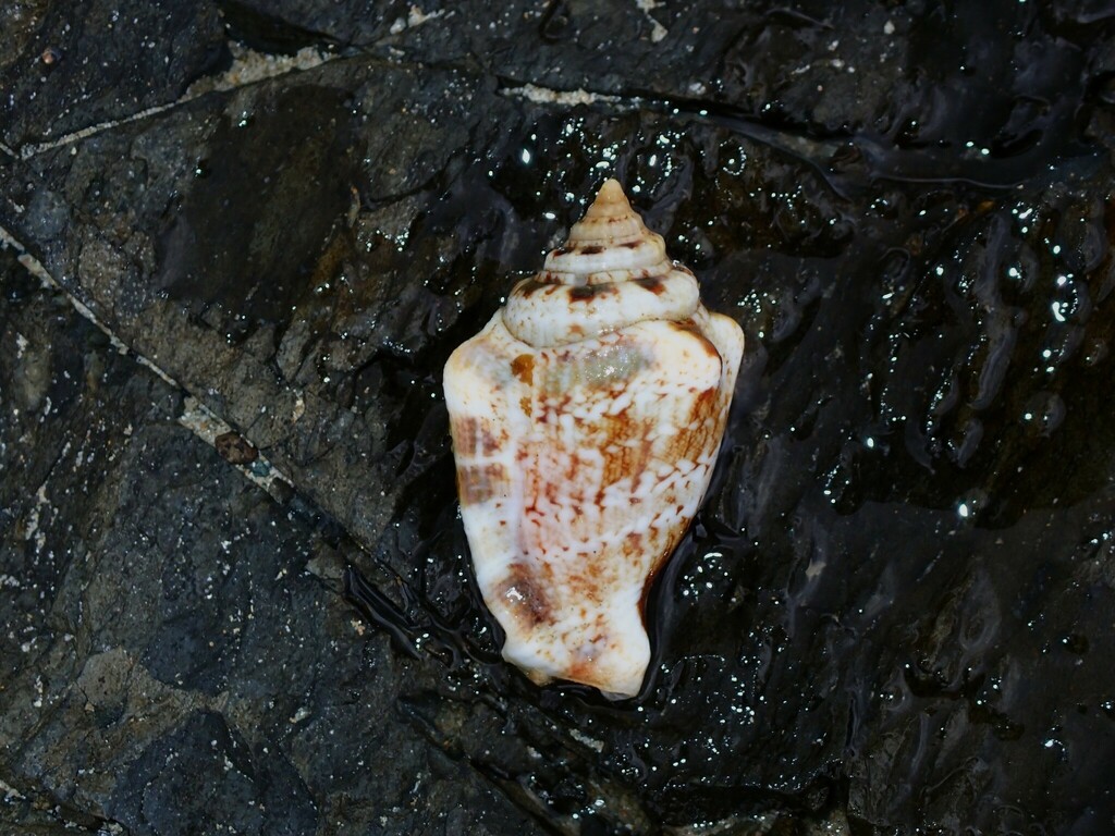 Variable Stromb from Woolgoolga NSW 2456, Australia on September 28 ...