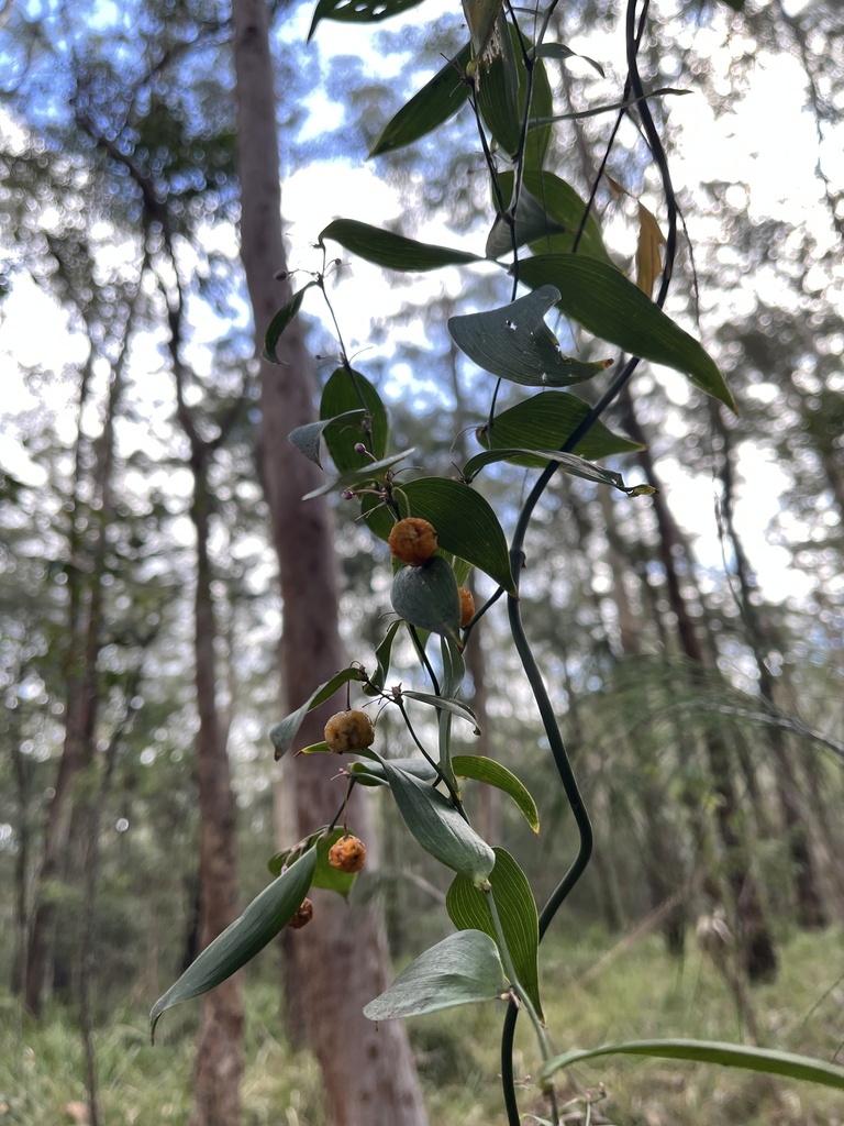 Wombat Berry from Dalrymple-Hay Nature Reserve, St Ives, NSW, AU on ...