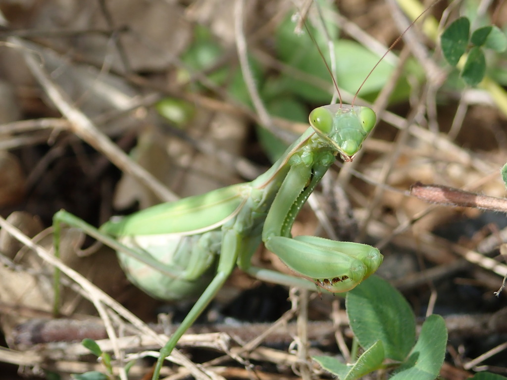European Mantis from 07110 Montréal, France on September 27, 2023 at 12 ...