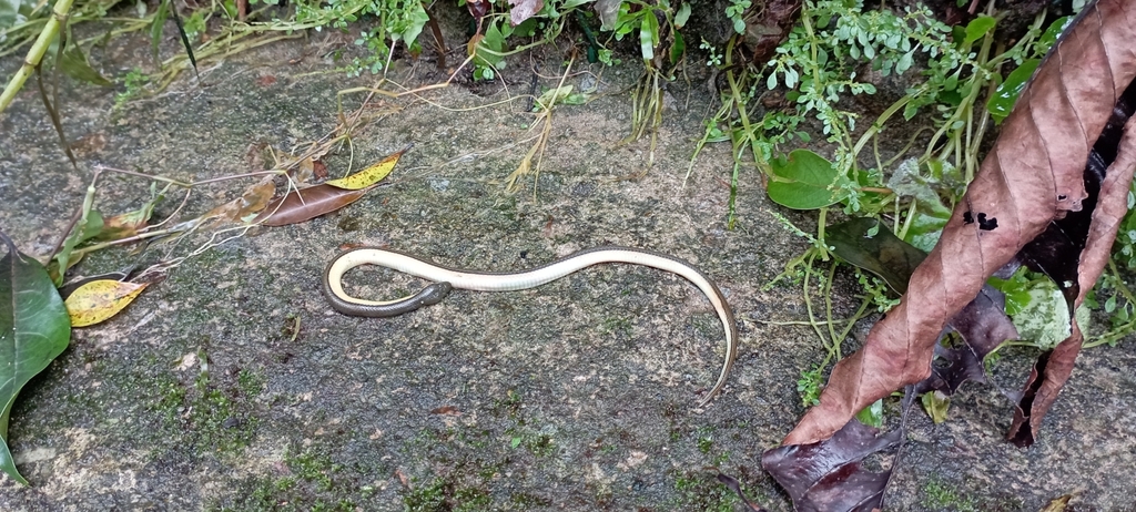 Bicoloured Stream Snake from 香港大埔滘松仔園 on September 16, 2023 at 12:05 PM ...