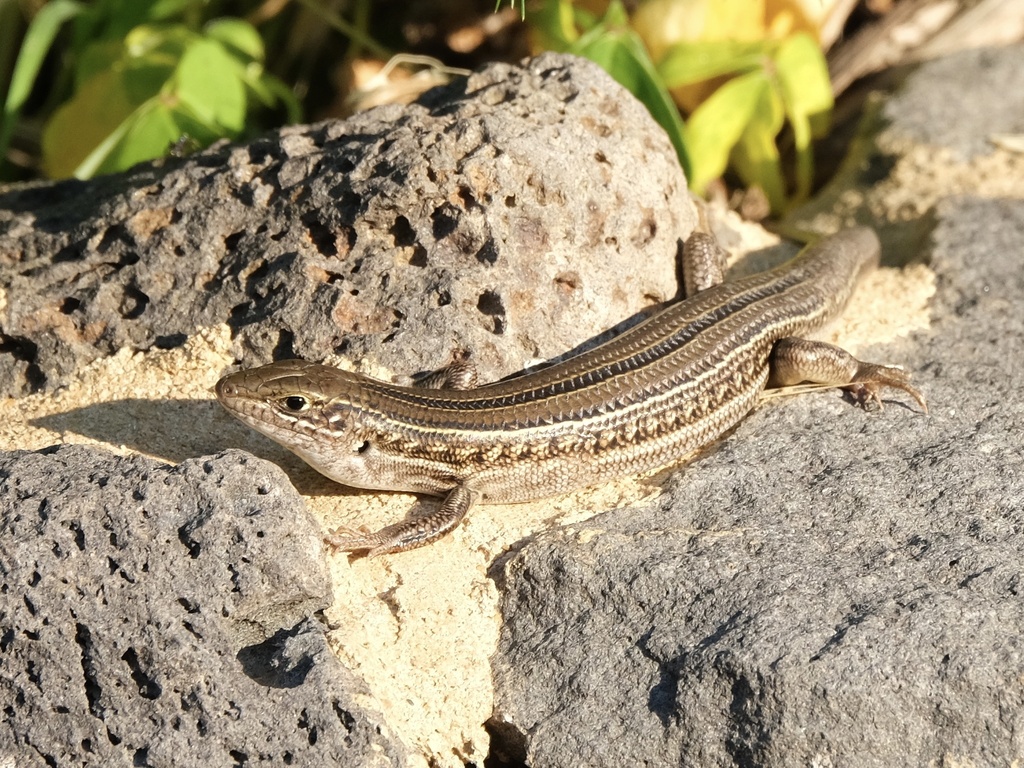 Eastern Striped Skink from Burgess Ct, Newstead, VIC, AU on September ...