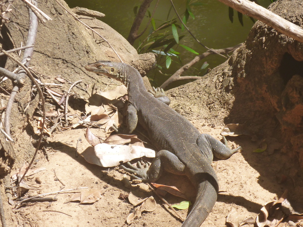 Mertens' Water Monitor from Mission River QLD 4874, Australia on April ...