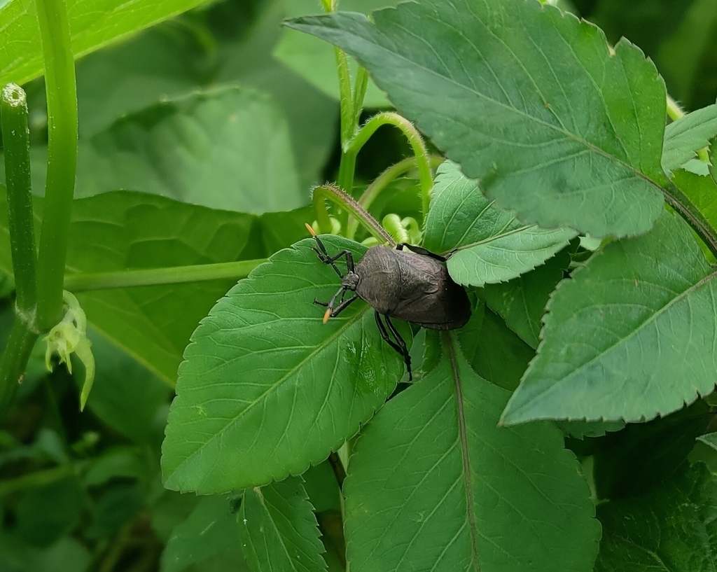 Coridius chinensis from 602台灣嘉義縣番路鄉嘉義縣公田村番路鄉隙頂79號 on September 28, 2023 ...