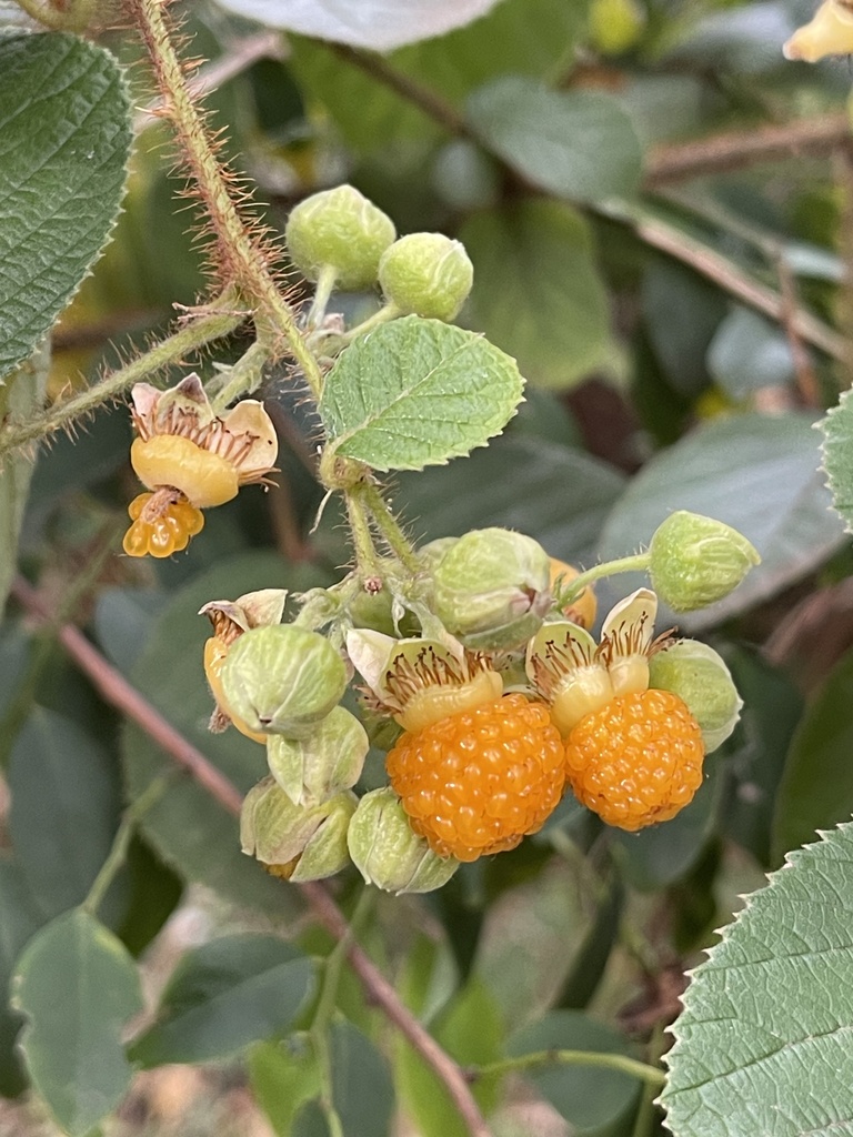 Yellow Himalayan Raspberry from Kahibah Rd, Mosman, NSW, AU on ...