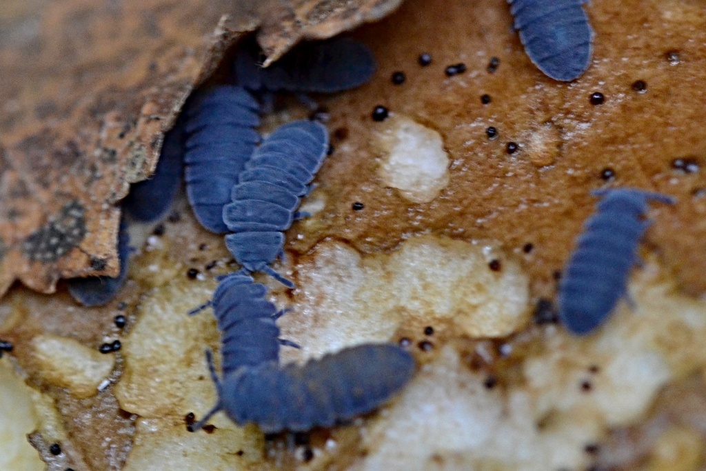 Giant Springtail from 294 23 Čistá, Česko on September 26, 2023 at 04: ...